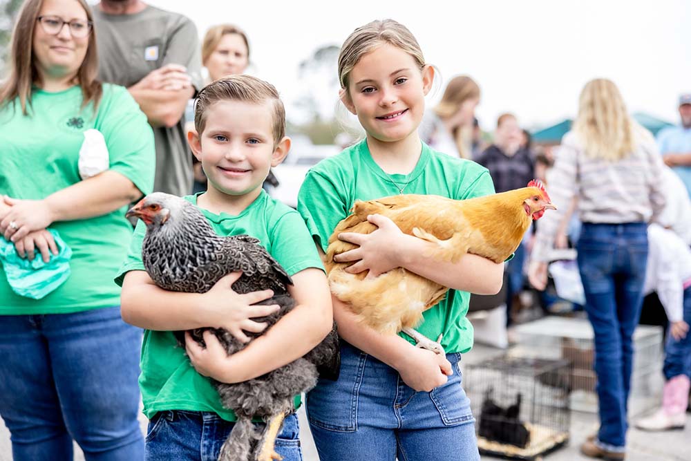 The 4-H Chick Chain Project – Chipley Bugle