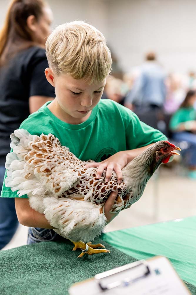 The 4-H Chick Chain Project – Chipley Bugle