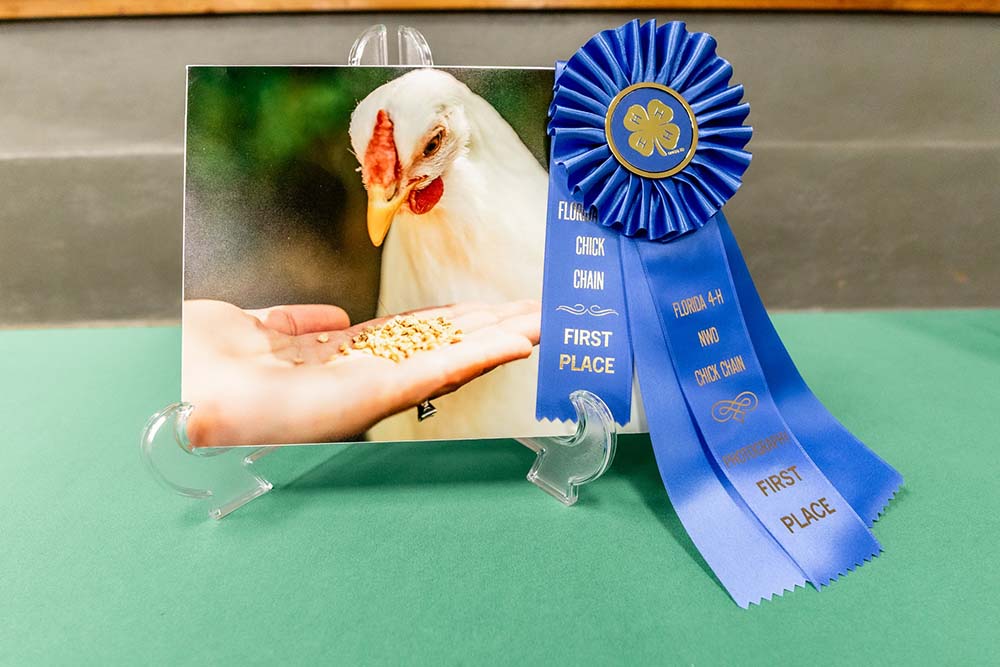 The 4-H Chick Chain Project – Chipley Bugle